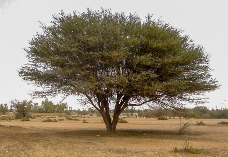 Acacia arabica - Acacia LLC