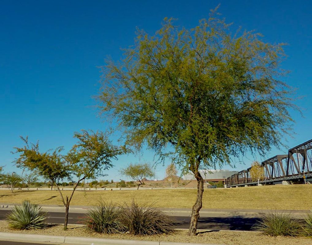 Acacia farnesiana - Acacia LLC