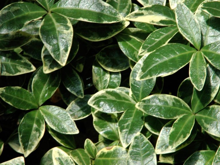 alternanthera-variegate-acacia-llc