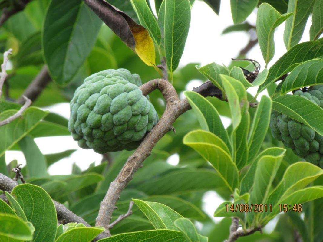 Annona squamosa - Acacia LLC