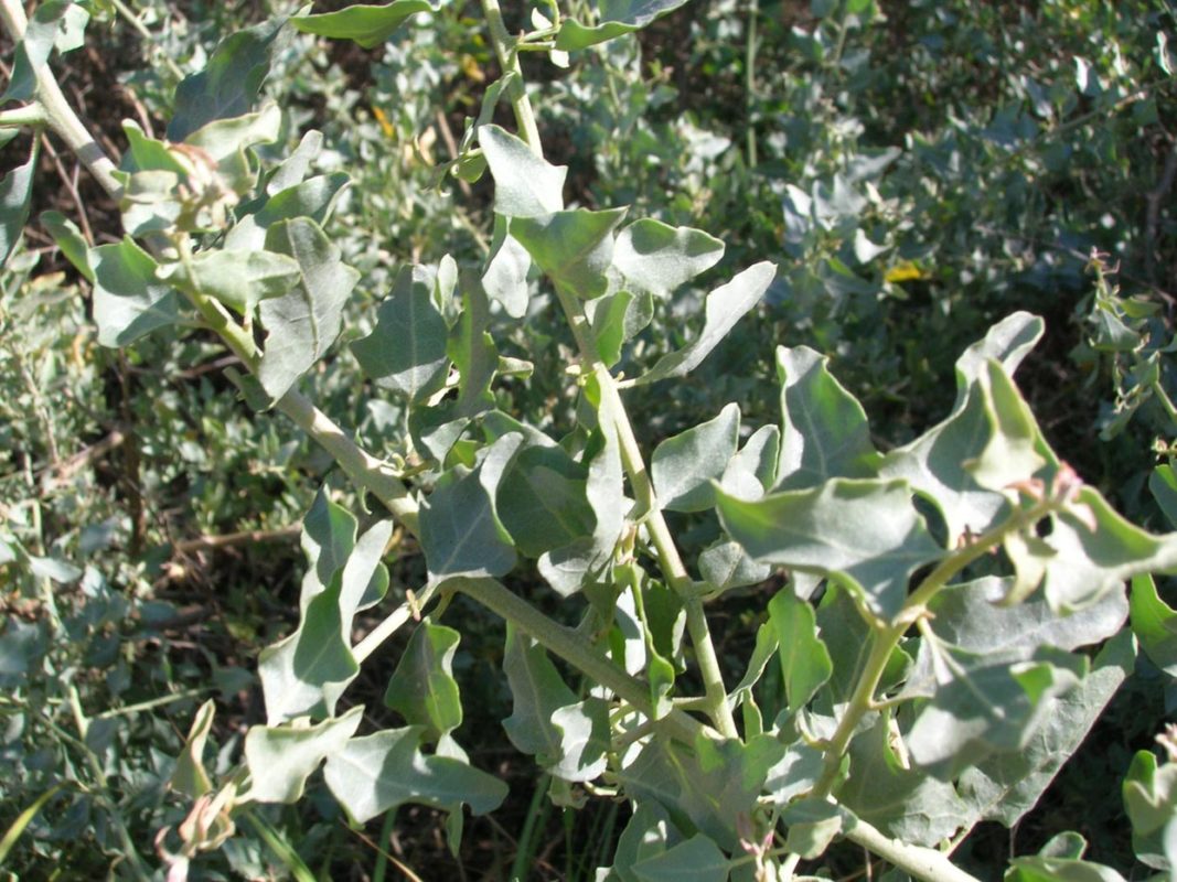 Atriplex lentiformis - Acacia LLC