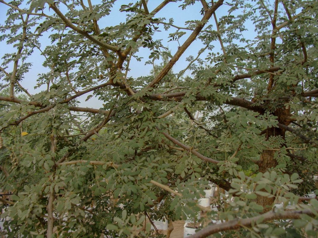 Acacia mellifera - Acacia LLC