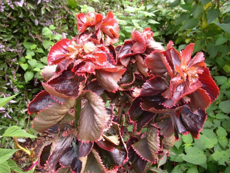 Acalypha wilkesiana - Acacia LLC