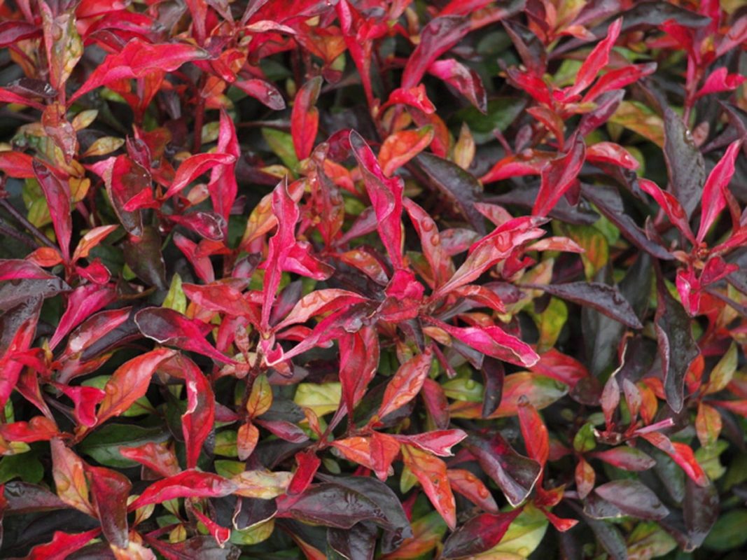 Alternanthera bettzickiana red - Acacia LLC