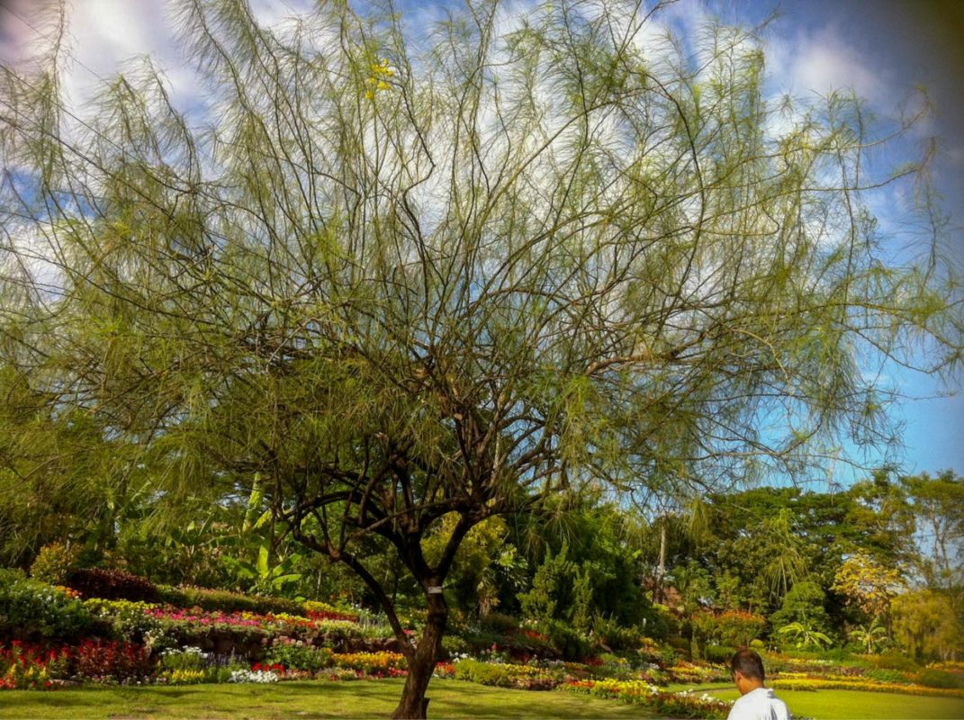 Parkinsonia aculeata - Acacia LLC