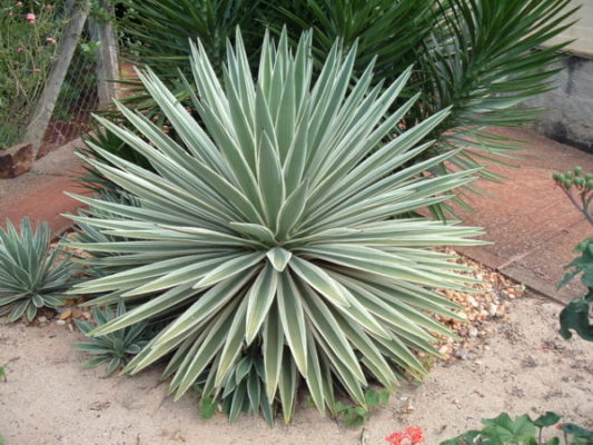 Agave Angustifolia Marginata - Acacia LLC