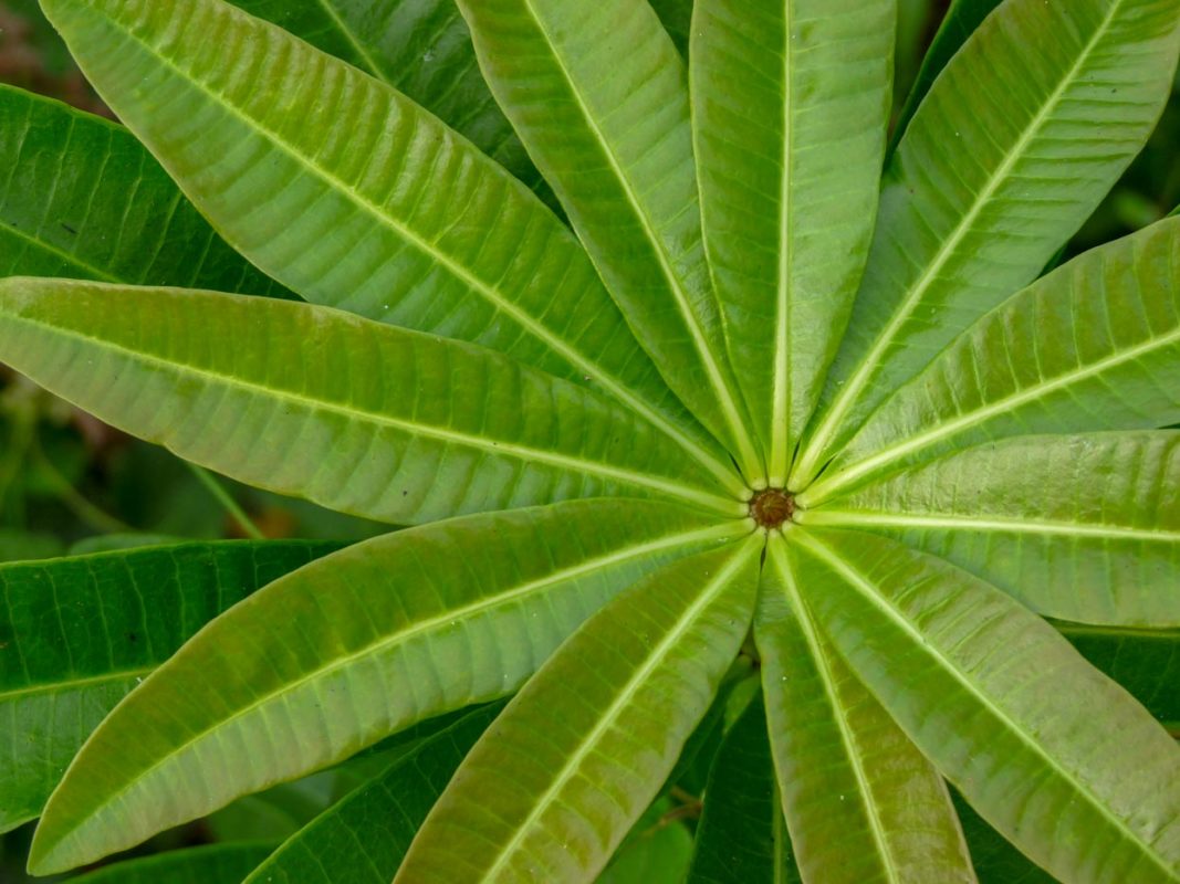 Alstonia scholaris - Acacia LLC