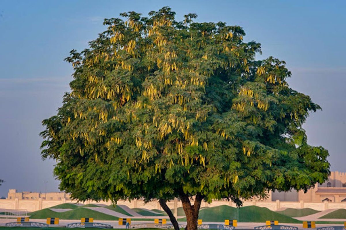 Albizia lebbeck - Acacia LLC