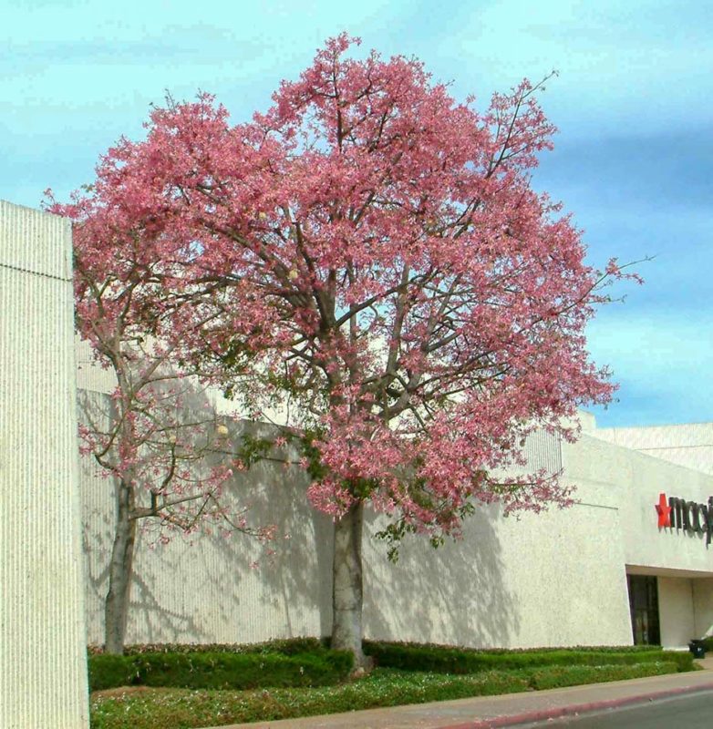 Chorisia speciose - Acacia LLC