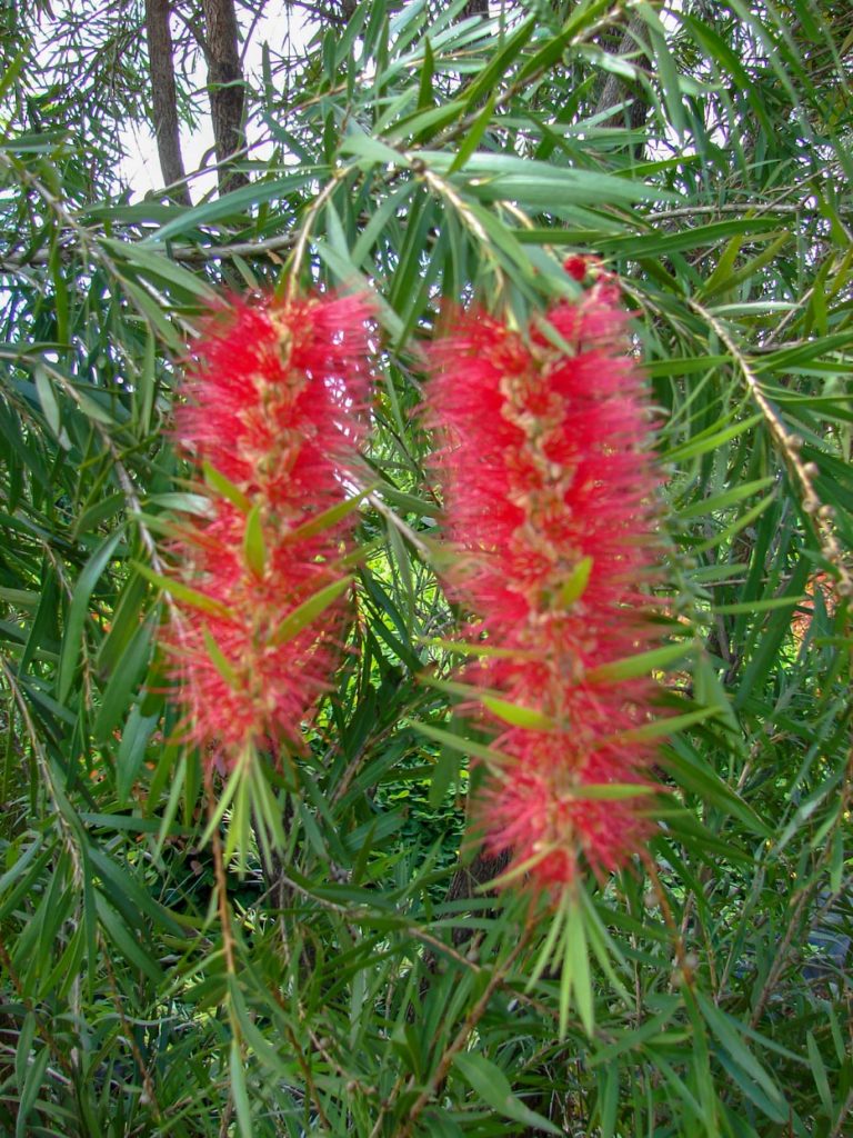 Callistemon viminalis - Acacia LLC