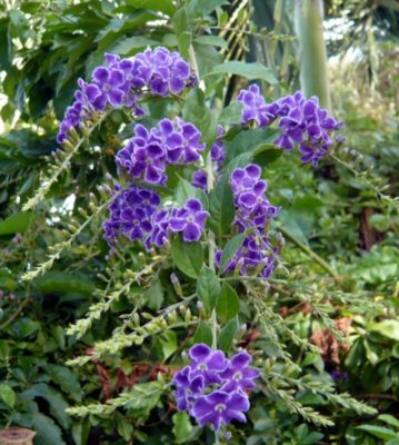 Duranta repens - Acacia LLC