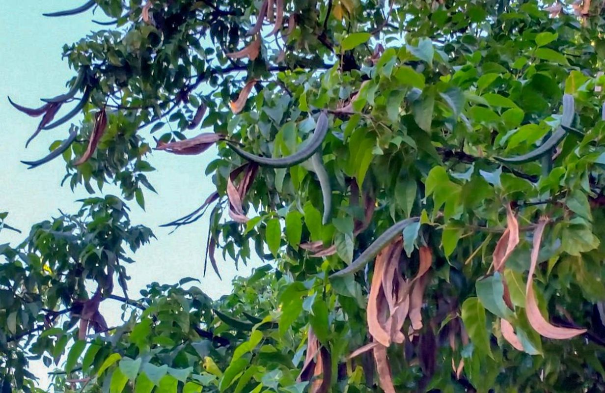 Dolichandrone spathacea - Acacia LLC