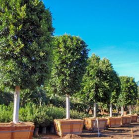 Ficus virens - Acacia LLC