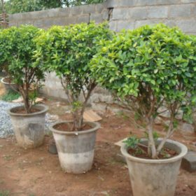 Ficus panda golden - Acacia LLC