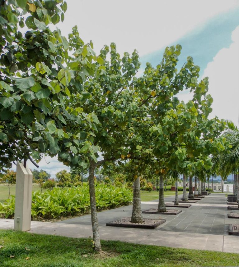 Hibiscus tiliaceus - Acacia LLC