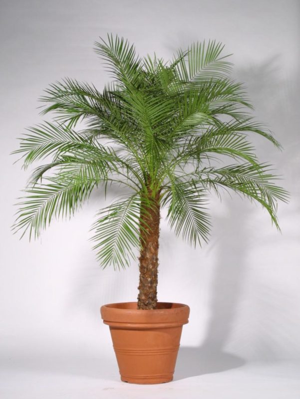 Phoenix robelenii - Acacia LLC