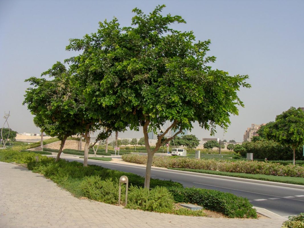 Pongamia glabra - Acacia LLC