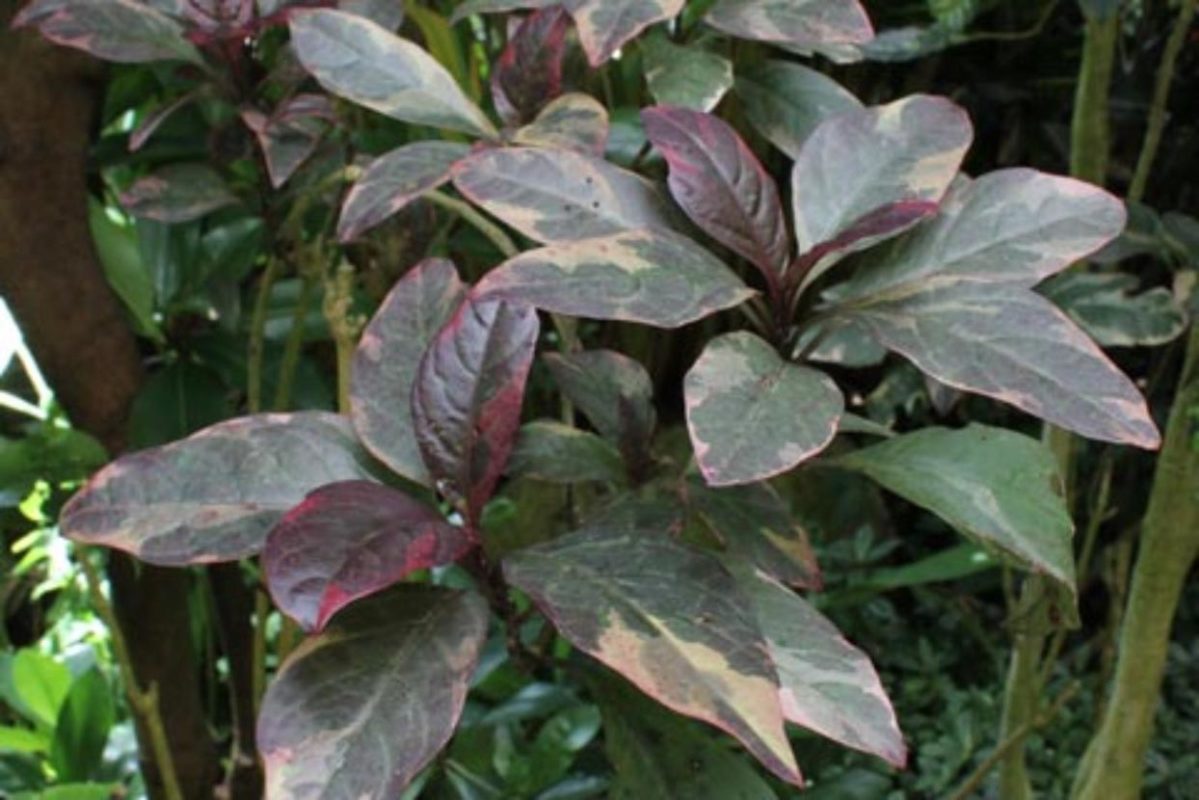 Pseuderanthemum atropurpureum - Acacia LLC