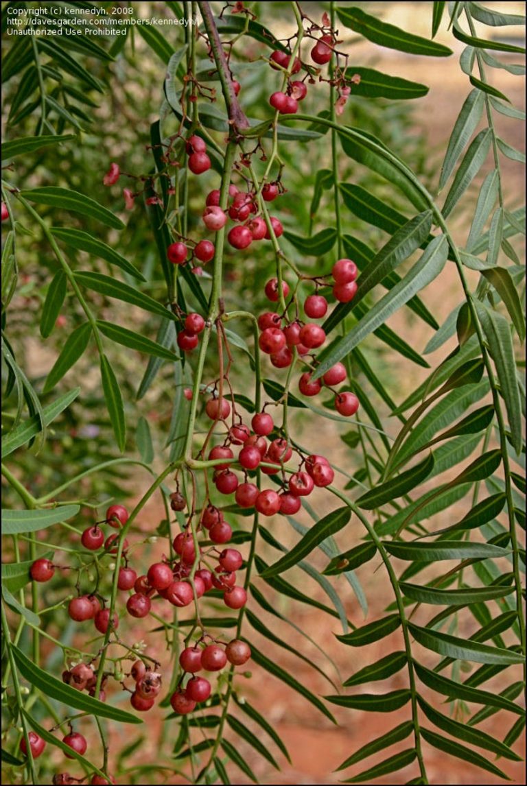 Schinus molle - Acacia LLC