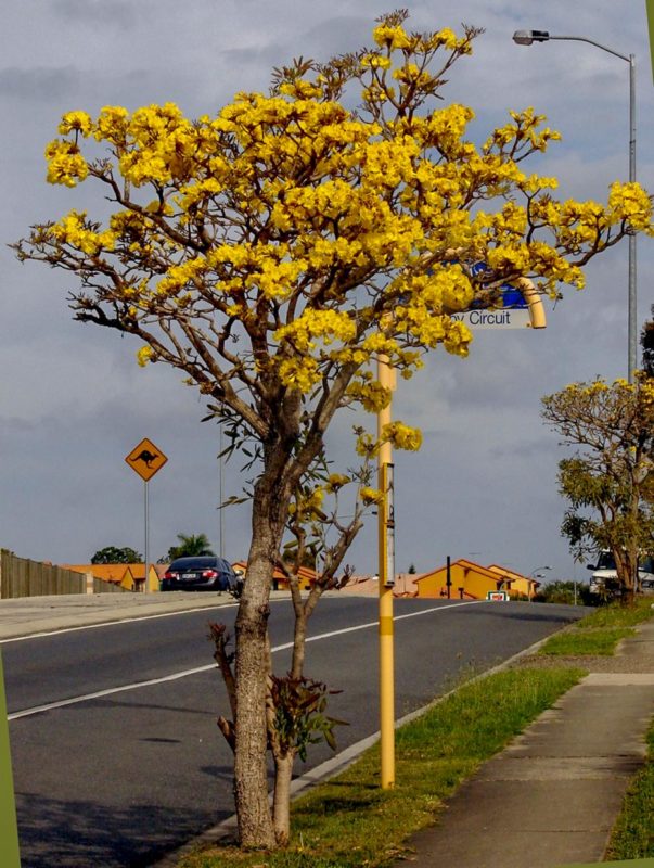 Tabebuia argentea - Acacia LLC