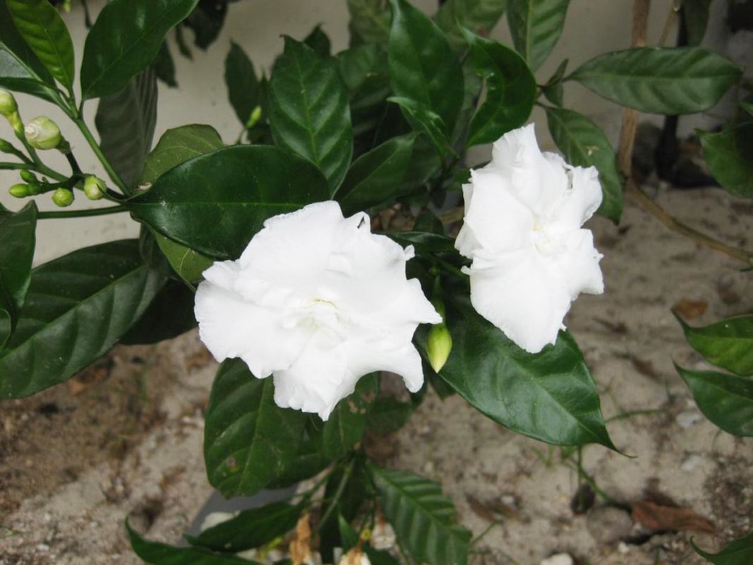 Tabernaemontana divericata coronaria - Acacia LLC