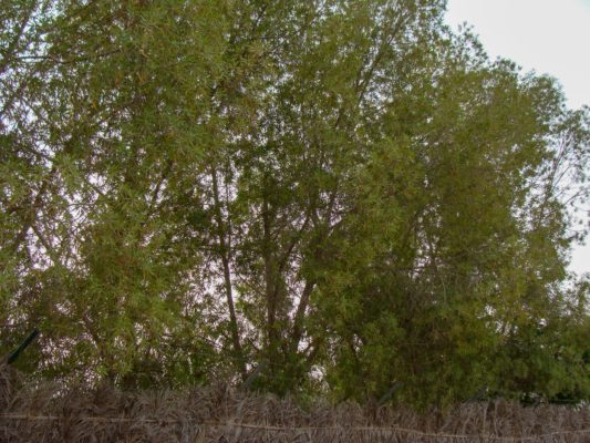 Conocarpus lancifolius - Acacia LLC