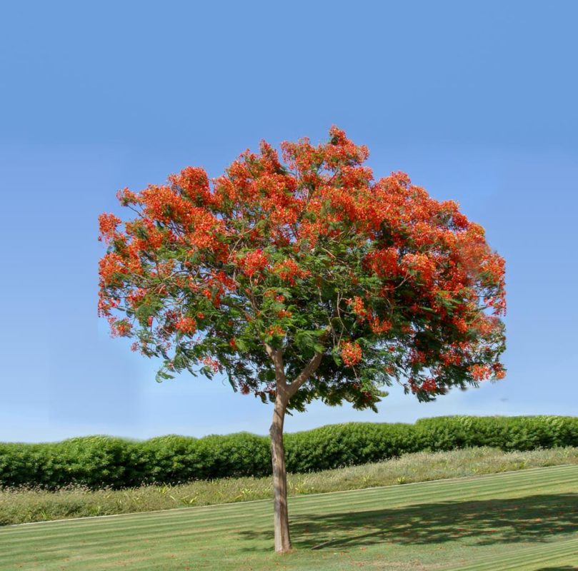 Delonix regia - Acacia LLC