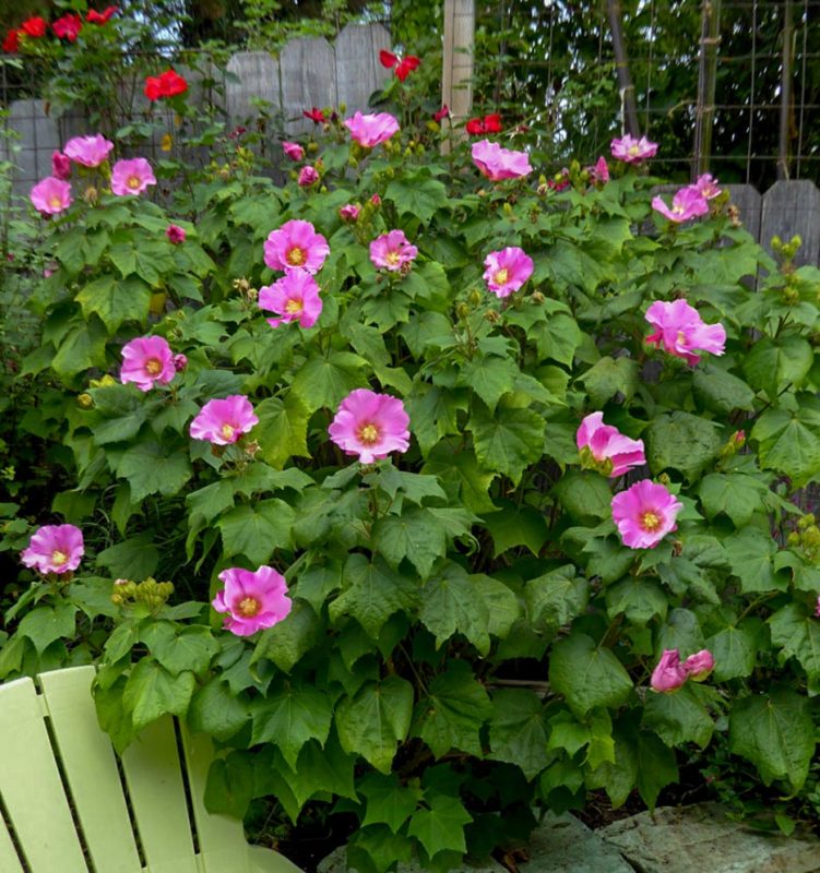 Hibiscus rubrum - Acacia LLC