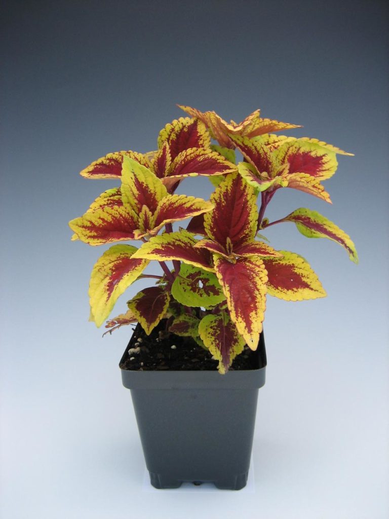 Solenostemon scutellarioides - Coleus - Acacia LLC